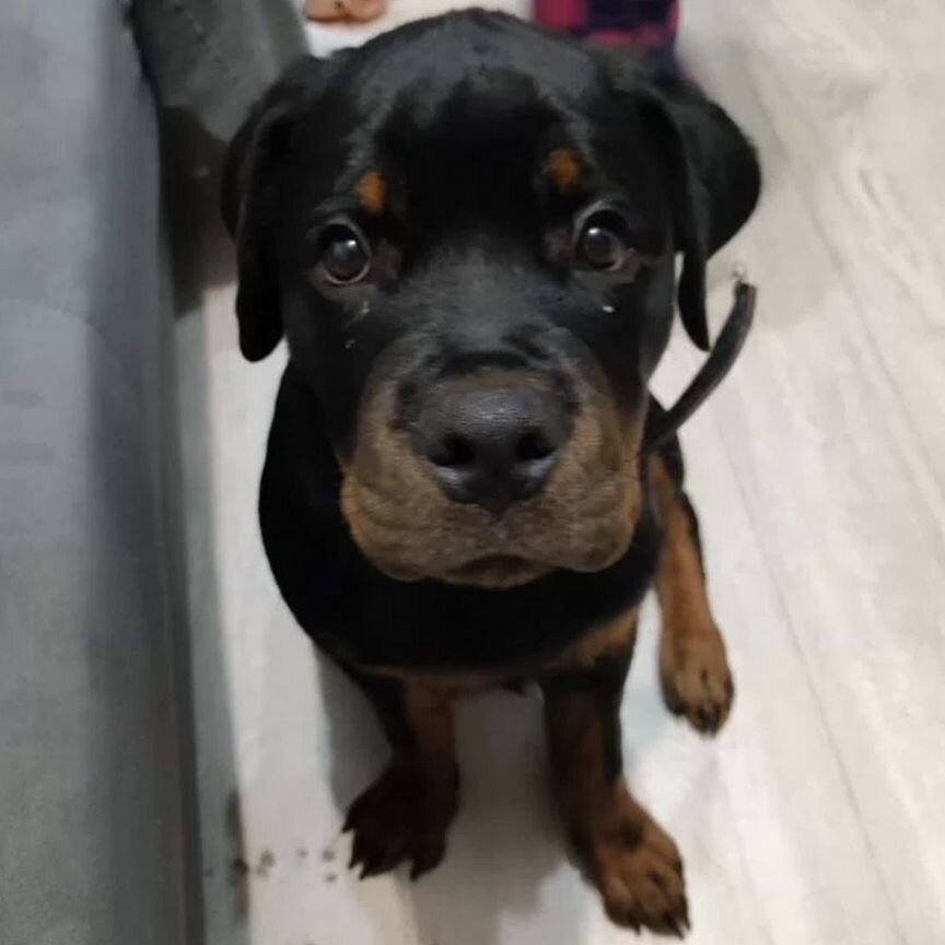 Ротвейлер, щенок