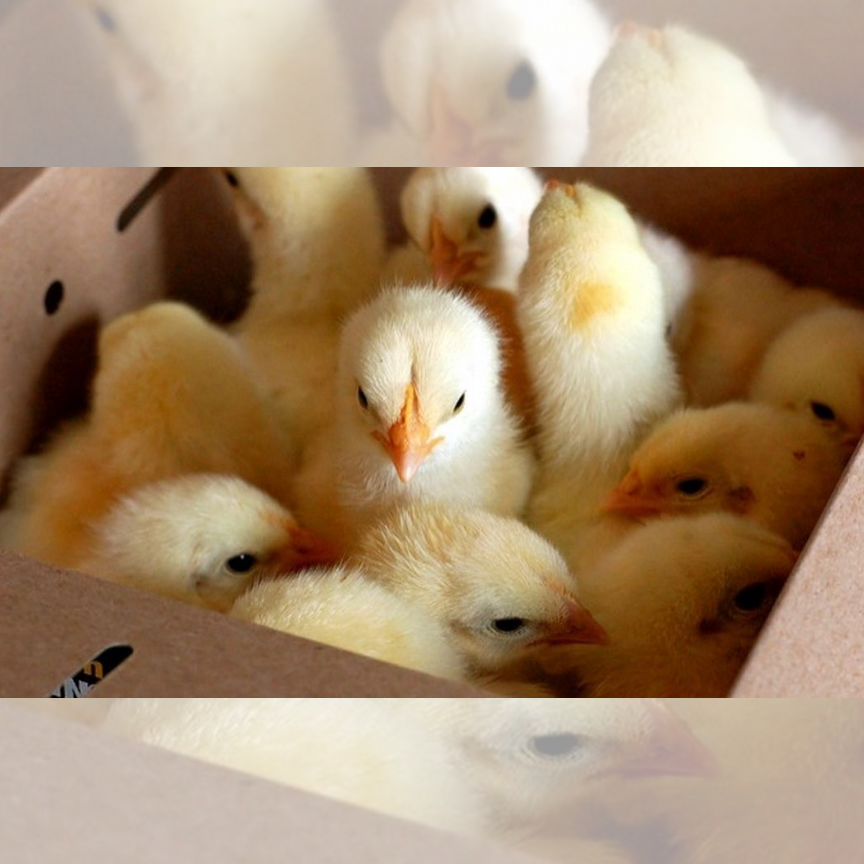 Цыплята бройлера росс 308 Турция