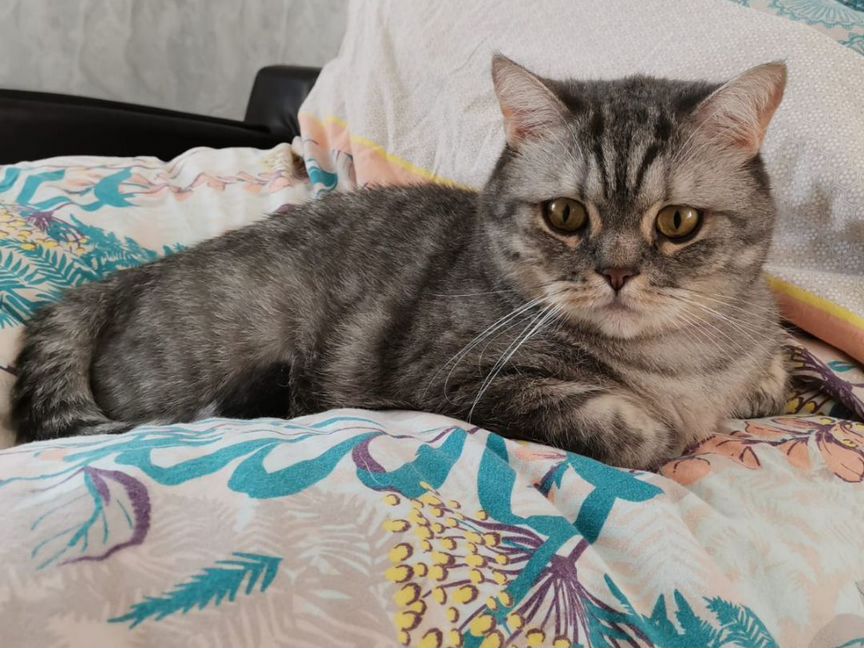 Кот в добрые руки