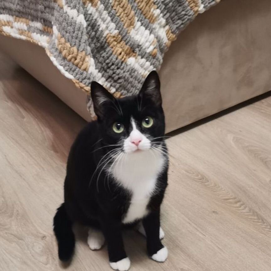 Взрослая кошка в добрые руки