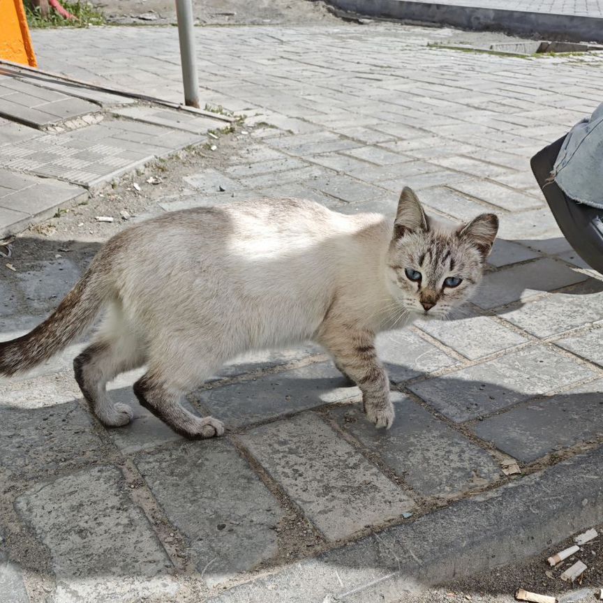 Взрослая, кошка в добрые руки