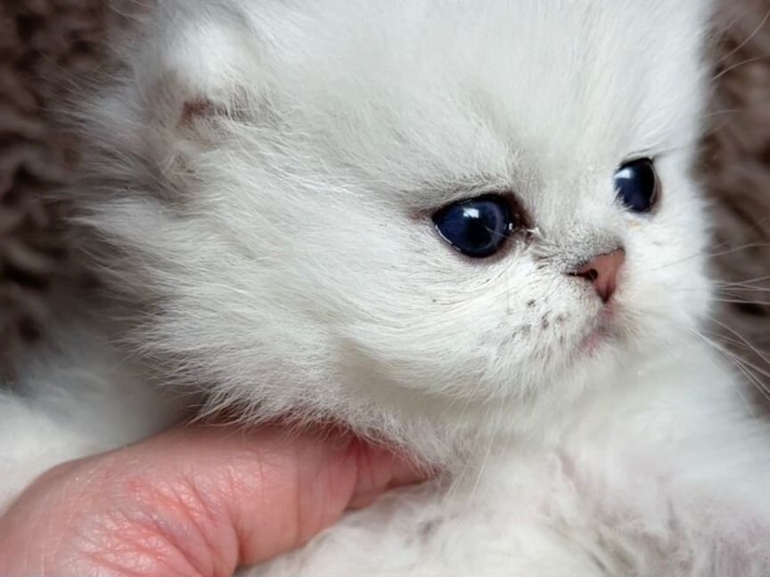 Персидская шиншилла котик