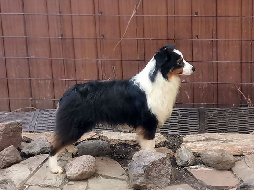 Австралийская овчарка -подросток