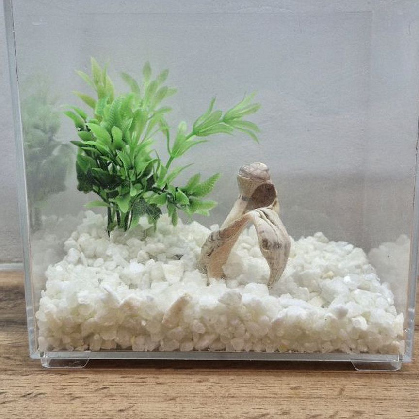 Аквариум для рыбки петушка