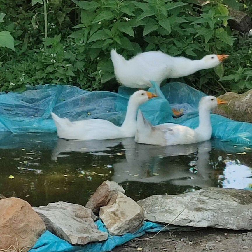 Гуси