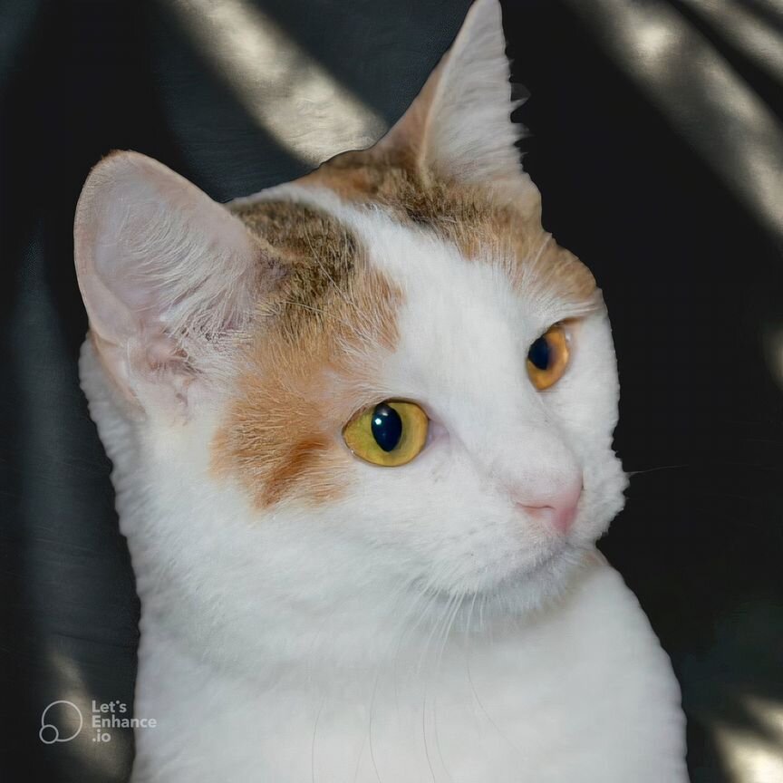 Ваша яркая кошечка Тася (1 год)