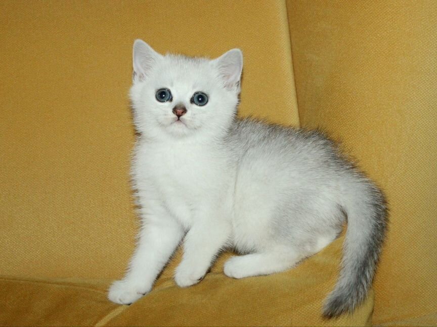 Мальчик - серебристая шиншилла