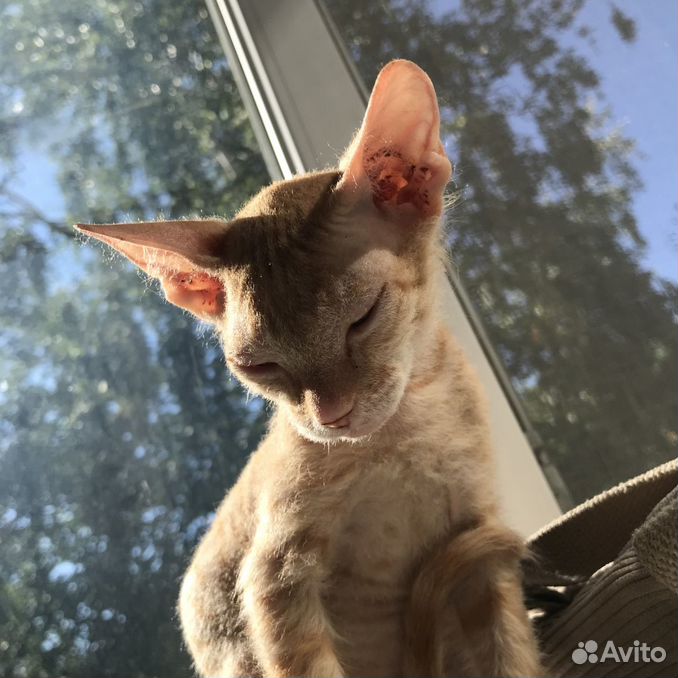 Котёнок в добрые руки, мальчик, смесь с сфинксом