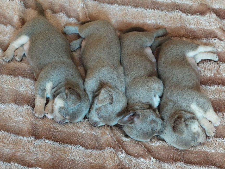 Щенки чихуахуа