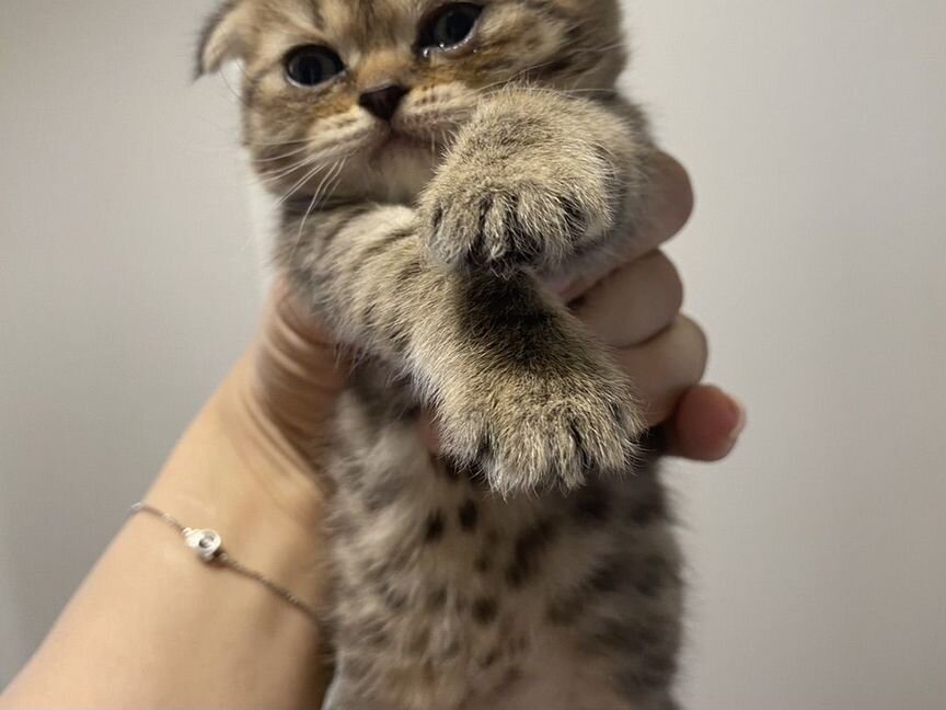 Шотландские котята