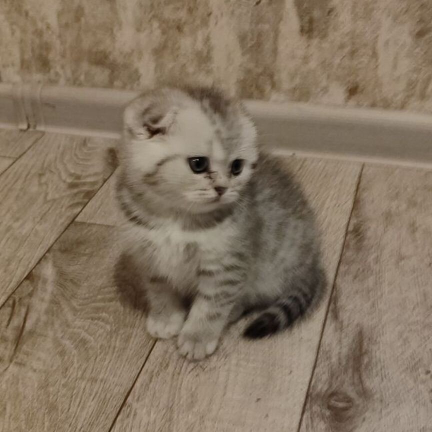 Шотландская вислоухая