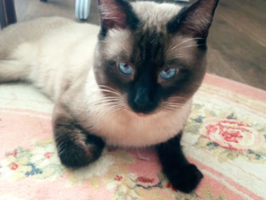 Ждём невест для котика