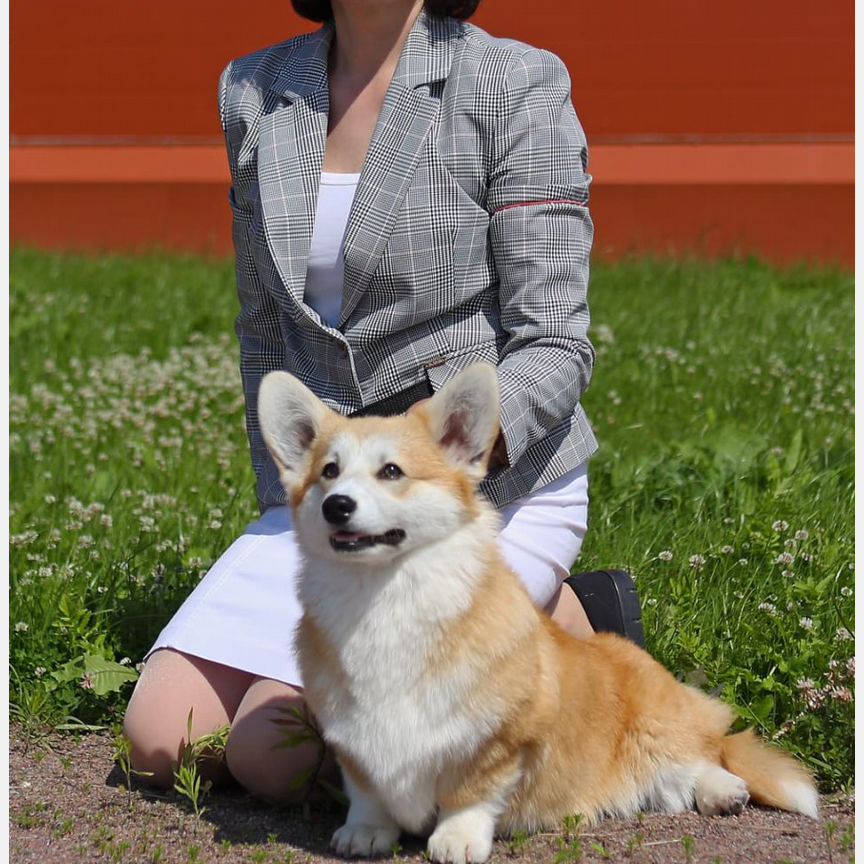Щенки