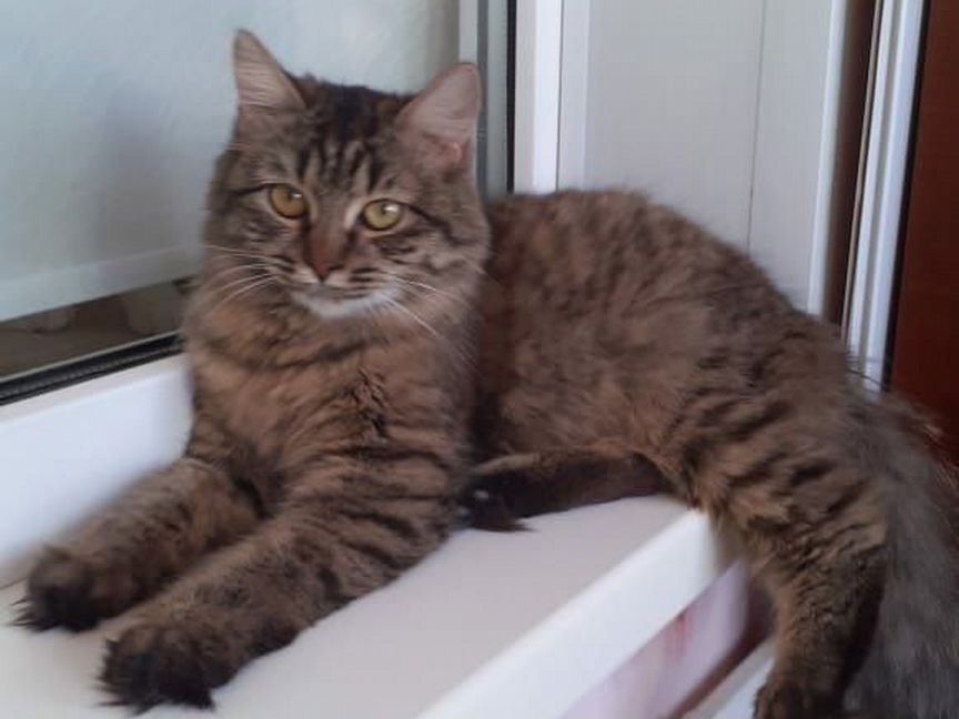 Кошечка в добрые руки