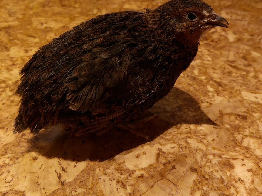 Селадон перепела