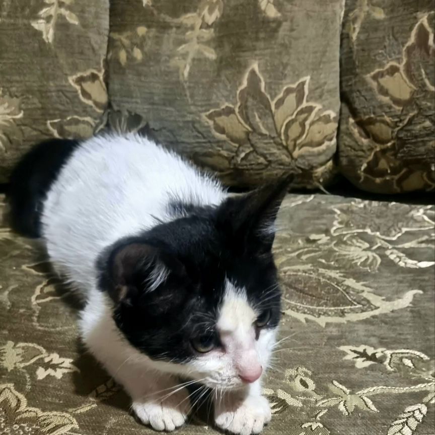 Котенок девочка