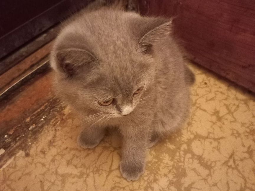 Британские котята-девочки ищут дом