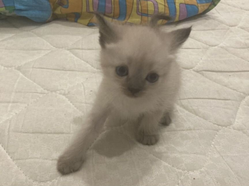 Сиамские котенок мальчик