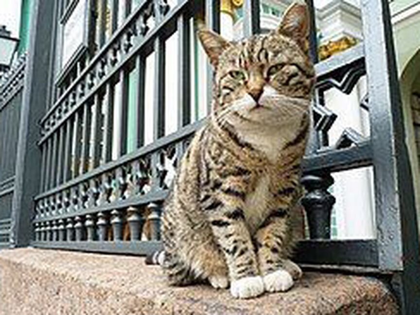 Кошки в добрые руки бесплатно