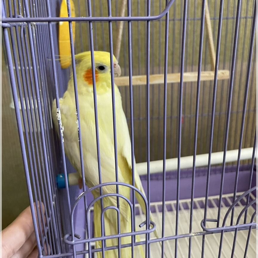 Попугай корелла с клеткой