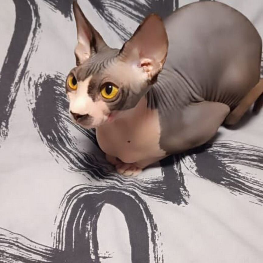Кошка