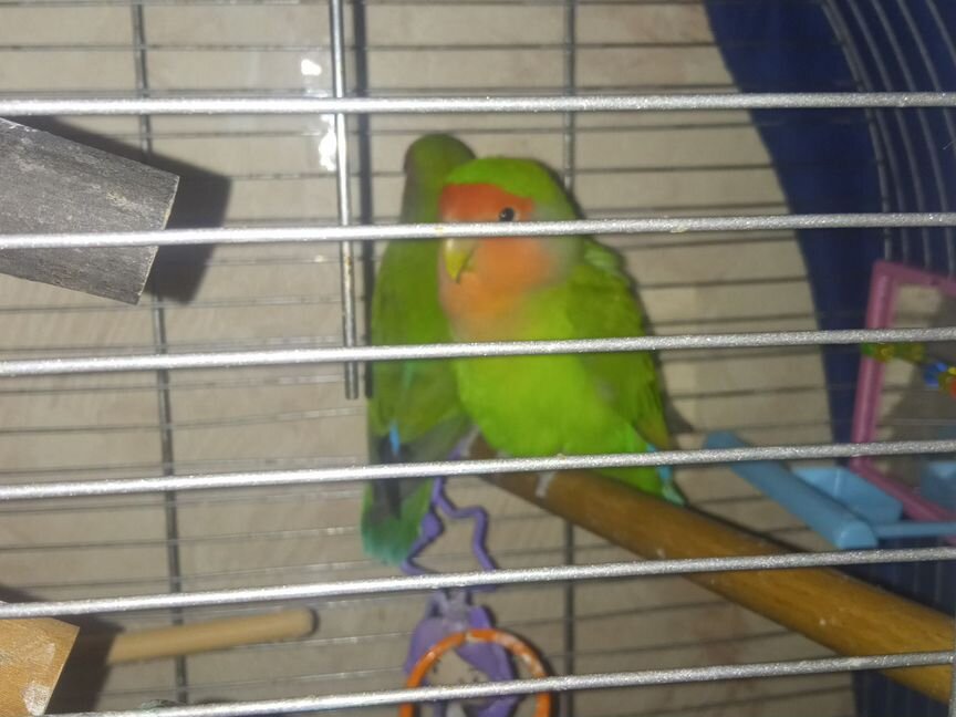Попугай неразлучники с клеткой