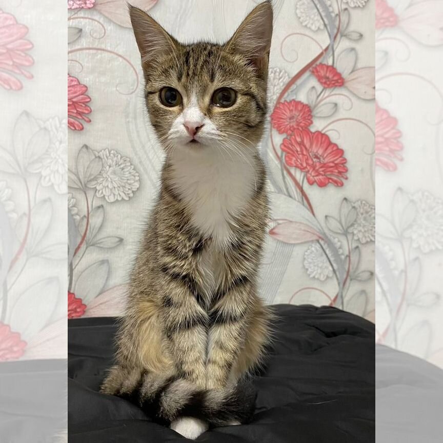 Взрослая, кошка в добрые руки