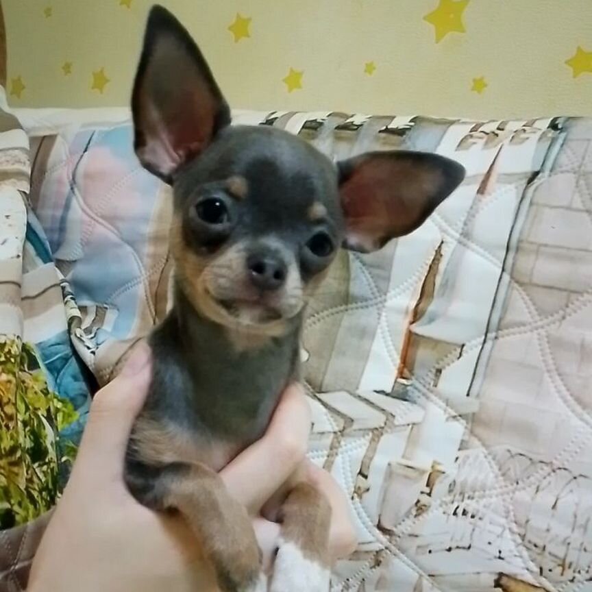 Голубая красавица чихуахуа