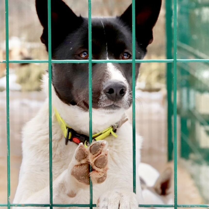 Мия в поисках дома