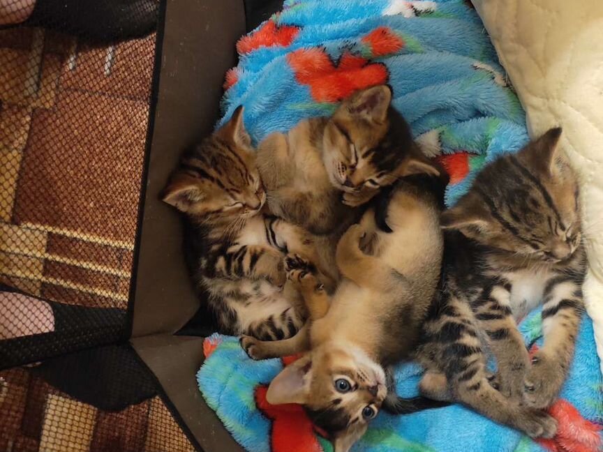 Котята