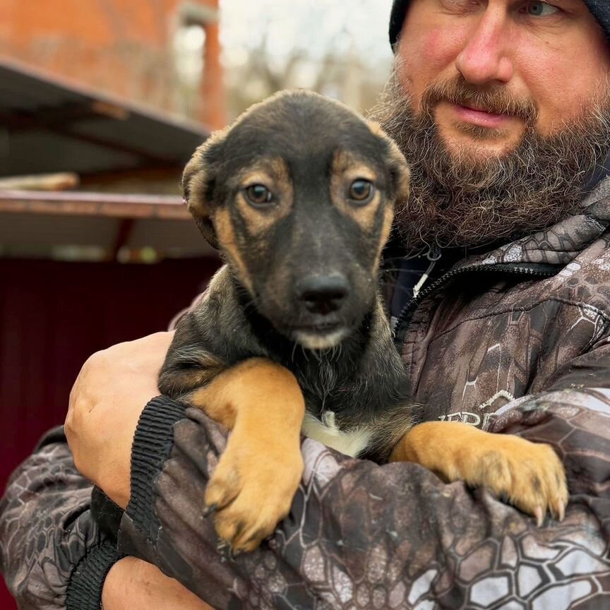 Щенок в добрые руки бесплатно