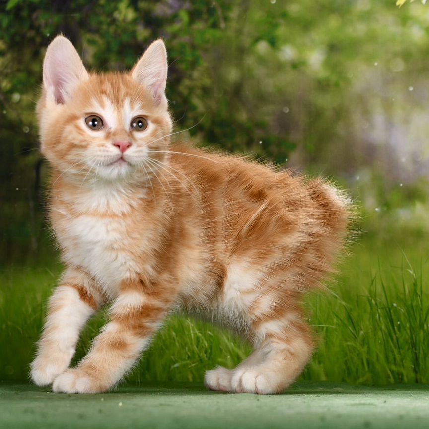 Красный мраморный короткошерстный котик