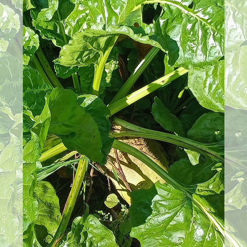 Свекла кормовая с доставкой