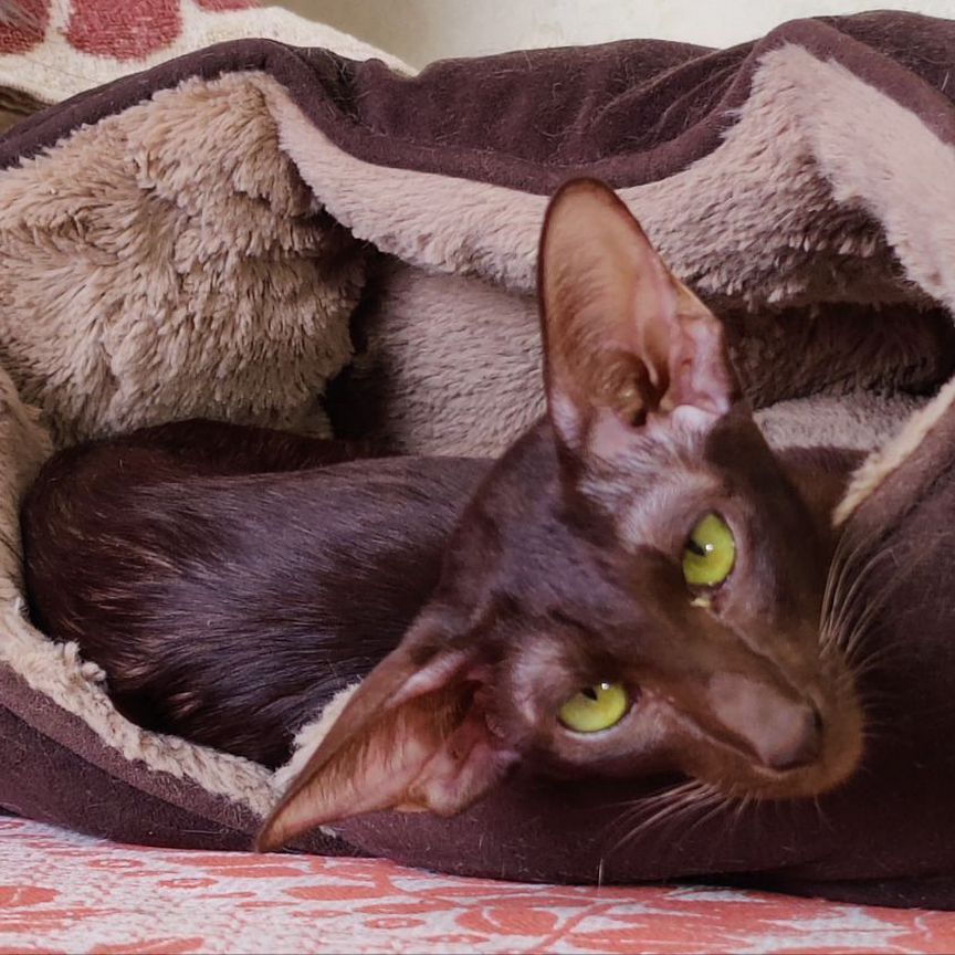 Ориентальная, взрослая кошка