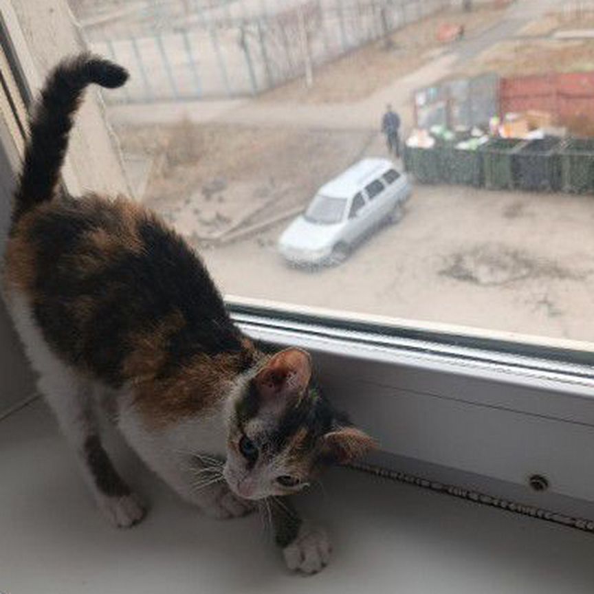 Донской сфинкс котёнок