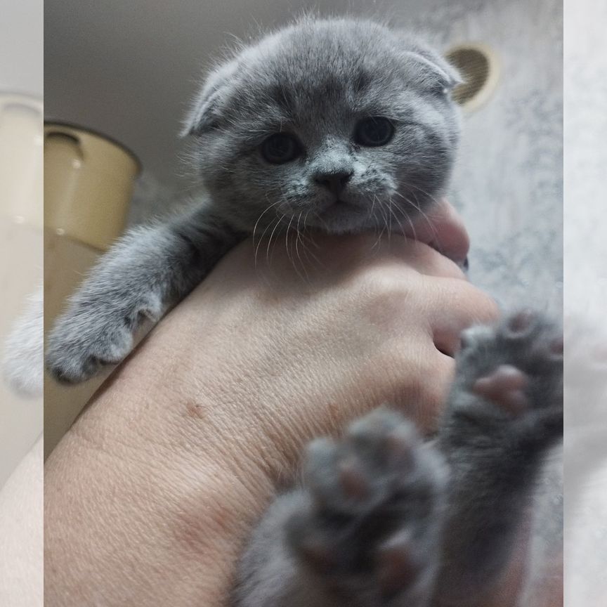 Шотландский вислоухий короткошёрстный котёнок