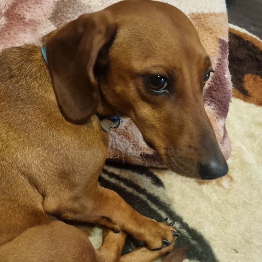 Такса, взрослая собака