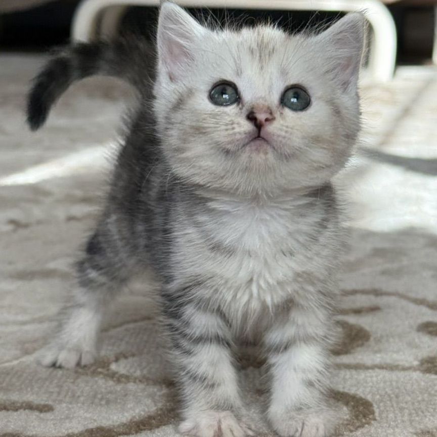 Шотландский прямоухий короткошёрстный котёнок