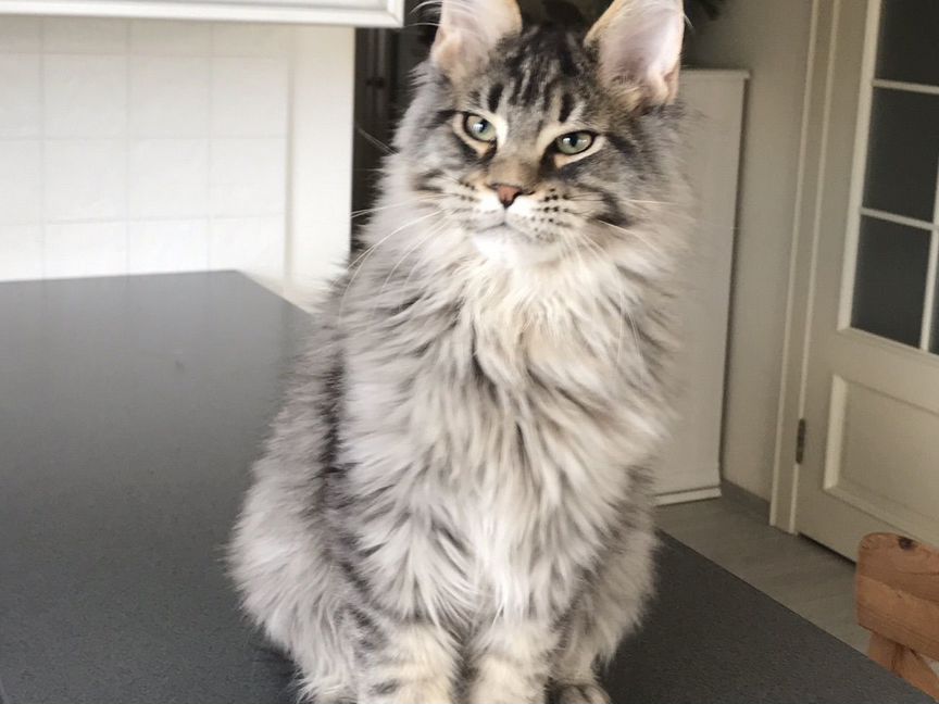 Мейн-кун котик