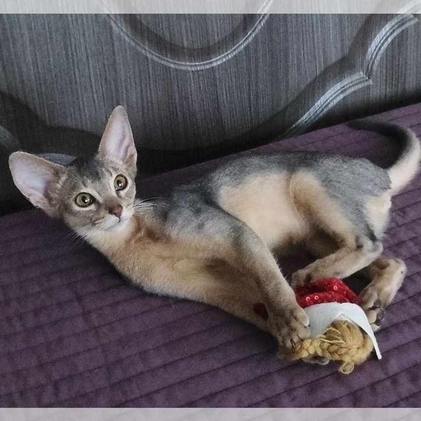 Абиссинский котёнок