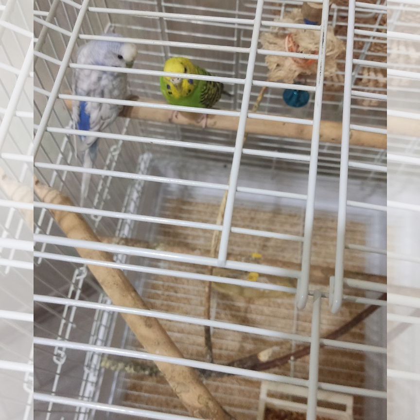 Волнистый попугай с клеткой