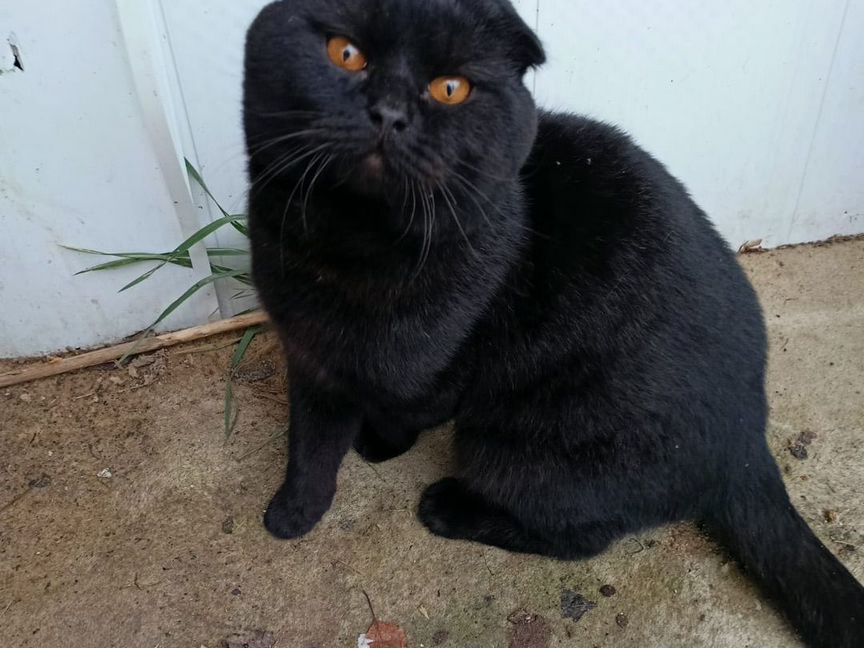 Шотландская вислоухая