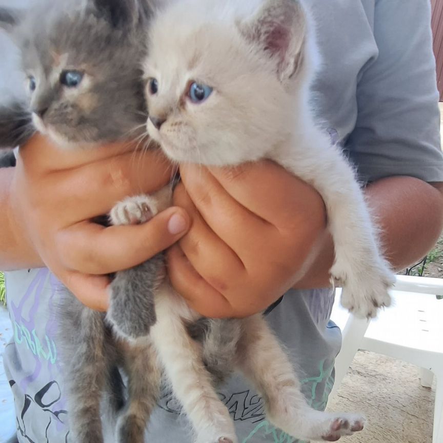 Шотландские котята