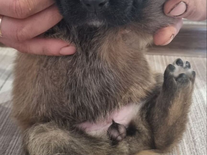 Щенки московская сторожевая