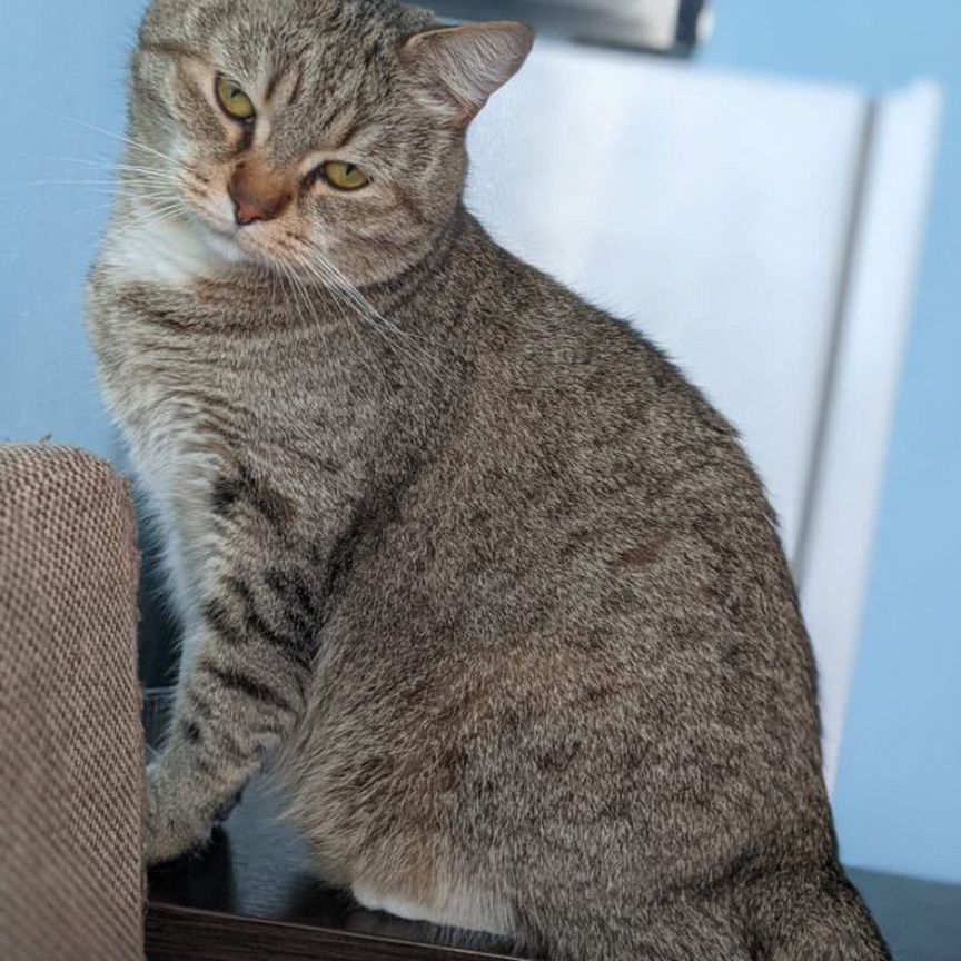 Потерялся кот