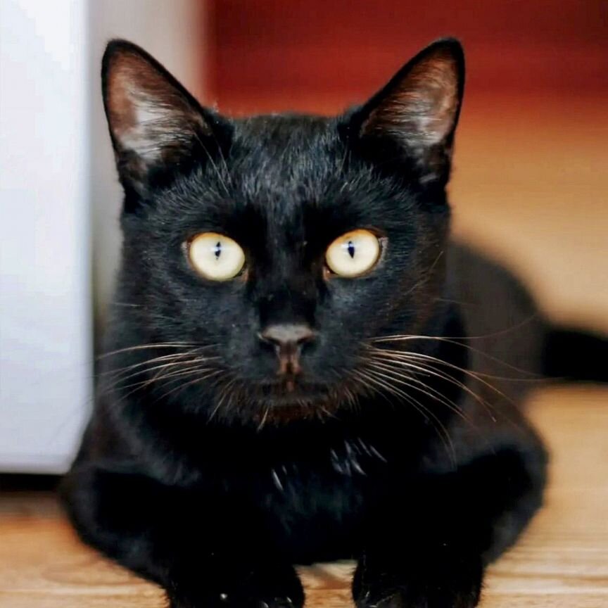 Котик в ответсвенные руки