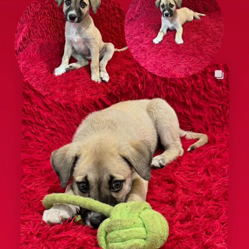 Собака в добрые руки