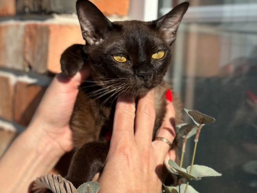 Бурманская котята бурманские с документами