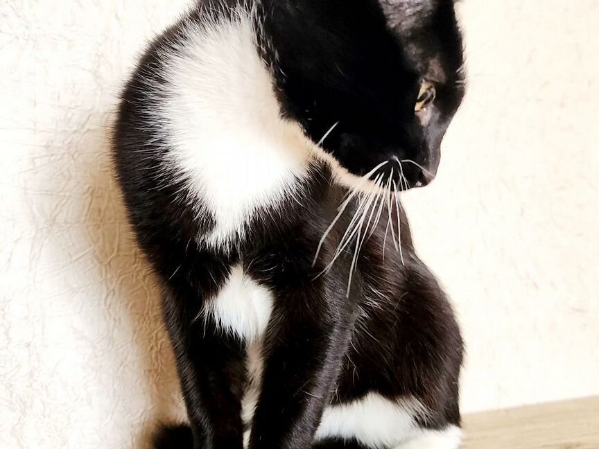 Просто котёнок