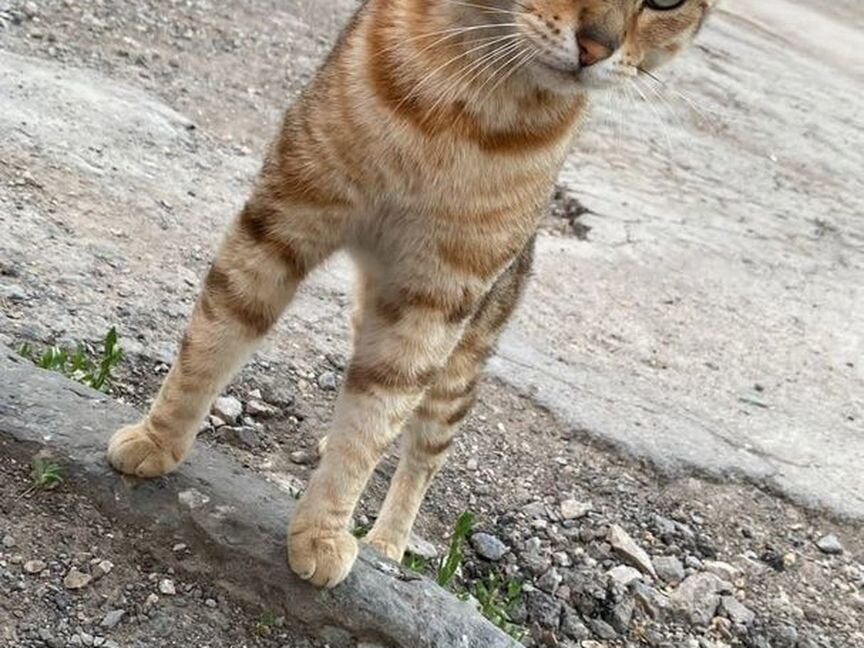 Фудзи в добрые руки